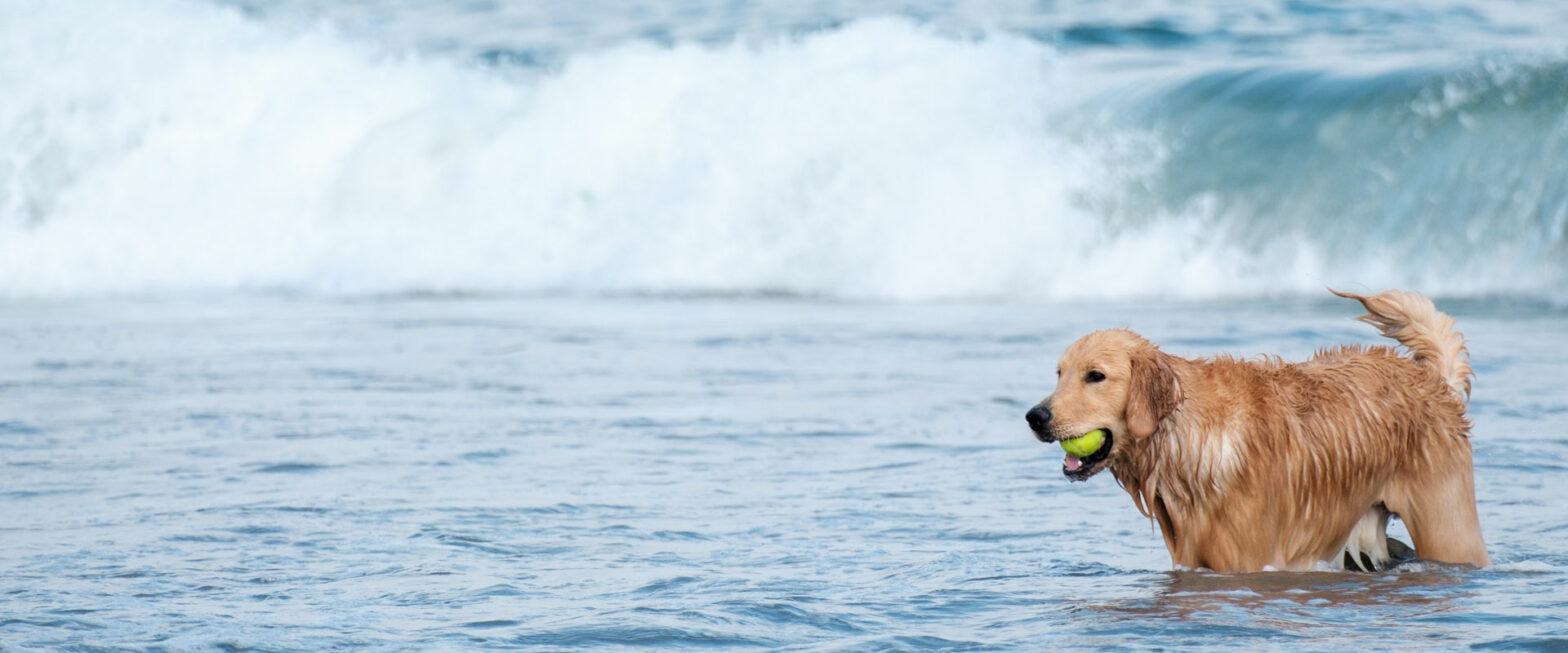 West Kelowna Animal Hospital: Home - Carrington Animal Hospital